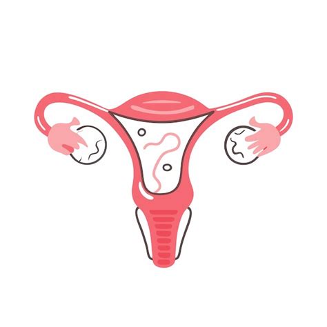 Anatomy Of The Female Reproductive System Diagram Of The Location Of