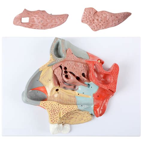 Nasal Meatus
