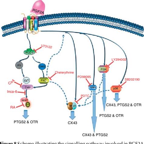 Figure 1 From Prostaglandin F2 A Regulates The Expression Of Uterine