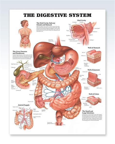 The Digestive System Chart 20x26 Digestive System Anatomy Human