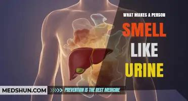 Why Male Urine Smells Causes Factors And Health Implications