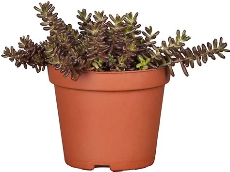 Grow By Obi Fetthenne Topf Ø Ca 19 Cm Sedum Kaufen Bei Obi