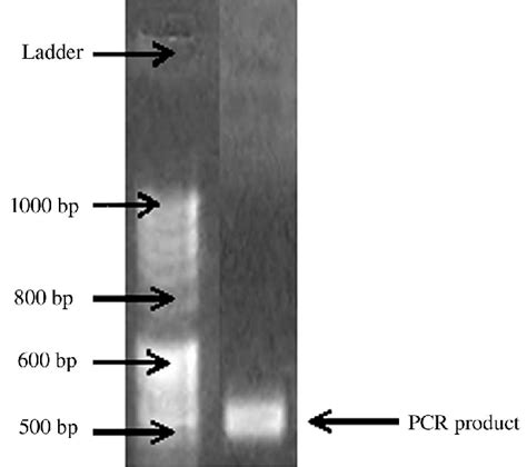 Amplified DNA Band Of 16S RRNA Gene Of H Nehereus Showing In 1 5