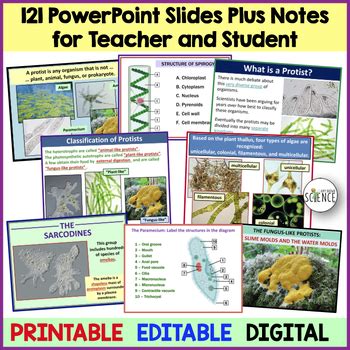 Protista Kingdom Algae And Protozoa PowerPoint And Notes By Amy Brown