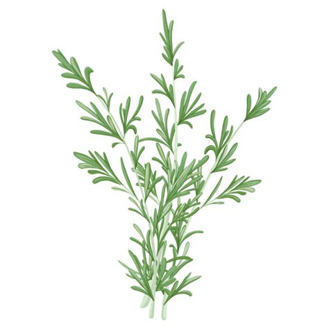 16500 Rosemary Stock Illustrations Royalty Free Vector Graphics
