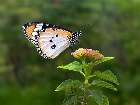 William Warby Flickr