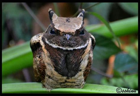 World Birds On Twitter Great Eared Nightjar Lyncornis Macrotis