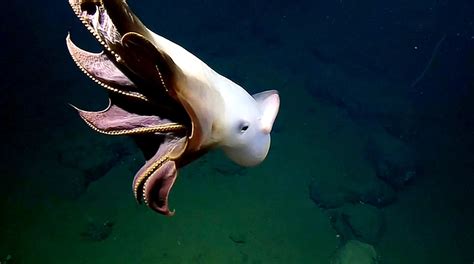 Dumbo Octopus News Latest Dumbo Octopus News Breaking Dumbo Octopus News Dumbo Octopus News