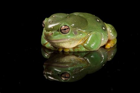 Zaba Zielona Zwierzak W Domu