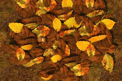 Learn All On How Long Does It Take For Leaves To Decompose Plantisima