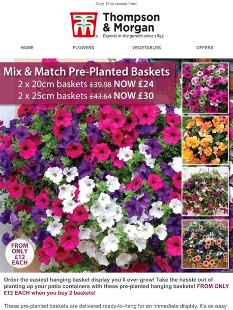 Thompson And Morgan Pre Planted Hanging Baskets Only £12 Each 48 Hours