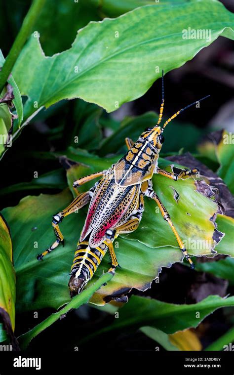 Eastern Lubber Grasshopper Romalea Microptera Adult Stage Native