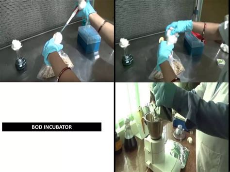 Mass Production Of Trichoderma Ppt