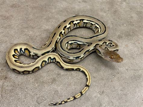 Jaguar Reticulated Python By Pets A Plenty The Ultimate Reptile Shop