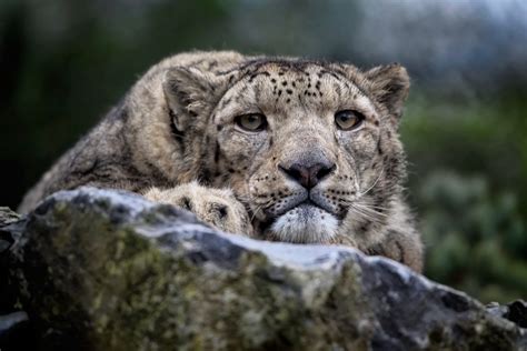 The Power Of Vulnerability In Leadership Taught 2 Teach