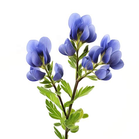 Premium Ai Image Baptisia Flower Isolated On White Background