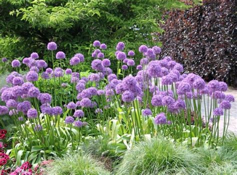 Pin Von Jakky Genova Auf Lilav Gartenbrücken Zierpflanzen Pflanzen