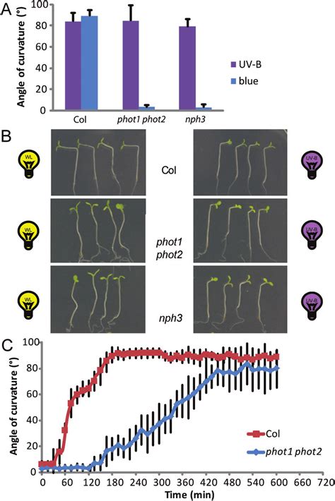 Unilateral Irradiation Stimulates Bending Towards Uv B In Wild Type