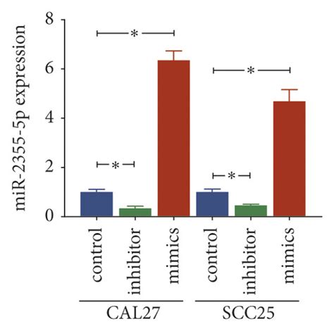Effect Of Mir 2355 5p On Cell Cycle Progression In Cal27 And Scc25