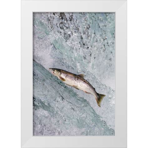Su Keren 23x32 White Modern Wood Framed Museum Art Print Titled Salmon Jumping Over Brooks