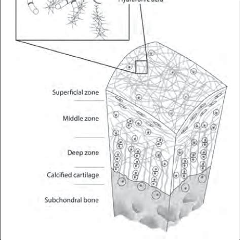 Osteocyte Morphology With Long Dendrite Like Processes Extending Into