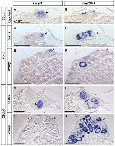 In Bipotential Gonads At 20 Dpf Ab N8 Germ Cells Expressed The