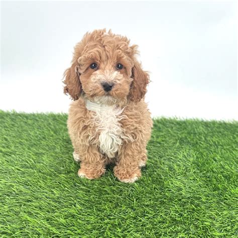 Information On 2nd Gen Cockapoo Puppies For Sale In Arizona