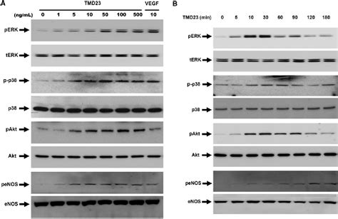 Figure 3 From Evidence Of Human Thrombomodulin Domain As A Novel