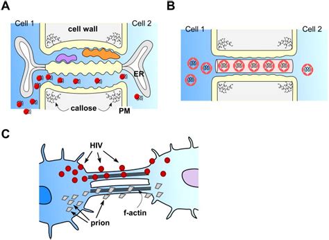 New And Old Roles Of Plasmodesmata In Immunity And Parallels To