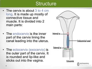 Cervical Cancer Pptx