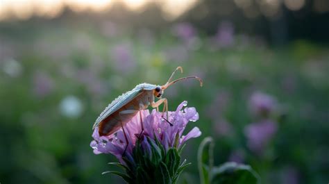 Discover Common Flower Bug Lifecycle Diet Facts Threats And More