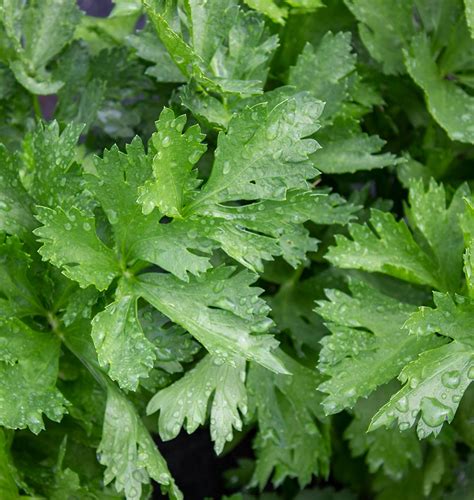 Amsterdam Cutting Leaf Celery West Coast Seeds