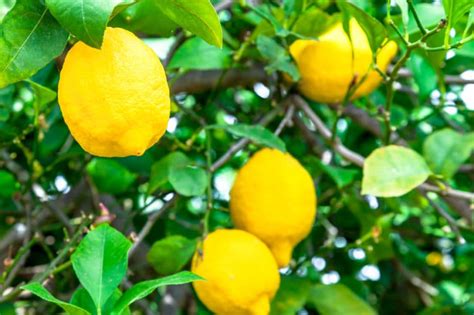 Where Do Lemons Grow Best Garden Eco