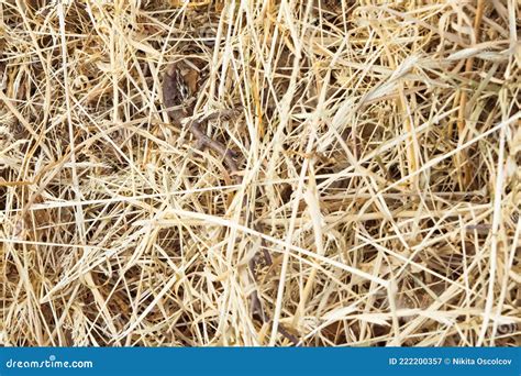 Hay Bale Texture Dry Textured Straw Background Golden Haystack In The