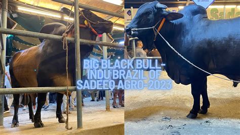 Huge Black Bull Indu Brazil Zafrabadi Buffalo Of Sadeeq Agro For