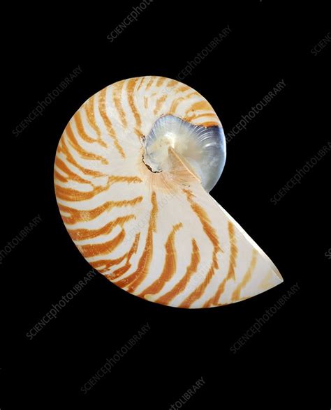 Chambered Nautilus Shell Stock Image C013 2027 Science Photo Library