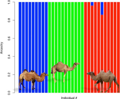 Admixture Analysis Using Whole Genome SNP Data Of Dromedary Green