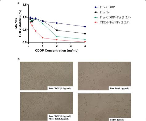 In Vitro Cytotoxicity Of The Nanoparticles A Cell Viabilities Of Mkn28