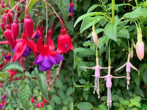 22 Best Fuchsia Types And Varieties To Grow In Your Garden Learningvale
