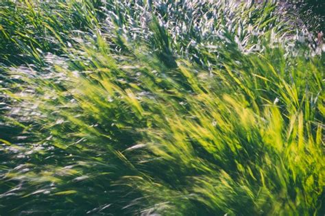 Premium Photo Full Frame Shot Of Grass On Field