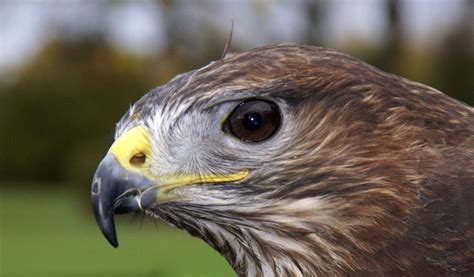 Common Buzzard Bird Of Prey Facts Information And Pictures