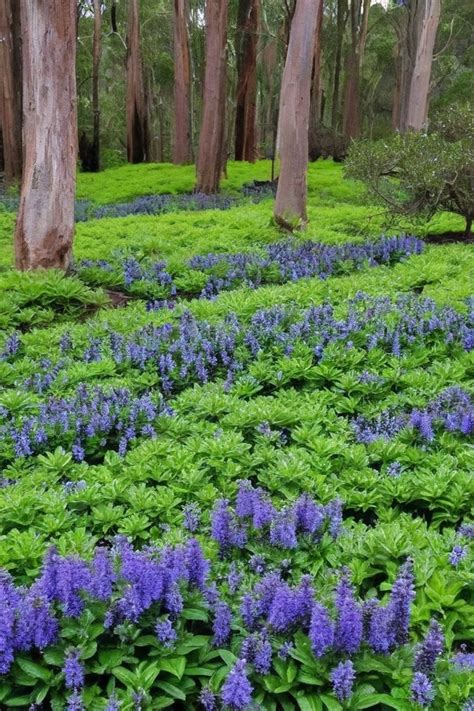 11 Native Australian Ground Cover Plants
