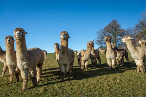 Contact Camelid Veterinary Services