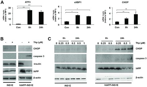 Thapsigargin Induces Er Stress And Apoptosis In Hiapp Ins1e Cells A Download Scientific