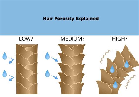 How To Find Your Hair Porosity Easily In 30 Seconds Flat Hair
