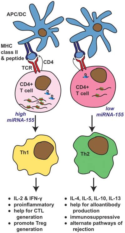 MicroRNAs As Immune Regulators Implications For Transplantation Abstract Europe PMC