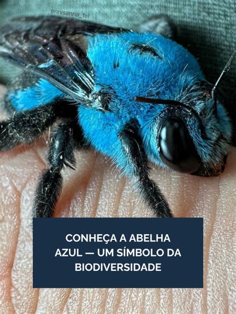 Conheça A Abelha Carpinteira Azul
