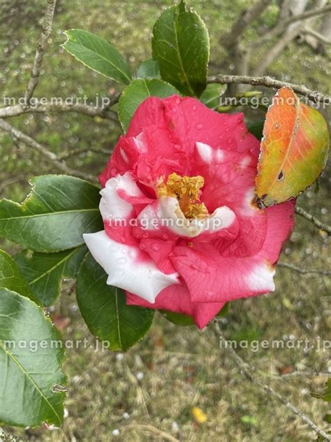 ピンクと白の花の写真素材 249282026 イメージマート