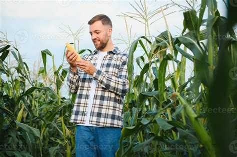Yong Handsome Agronomist In The Corn Field And Examining Crops Before