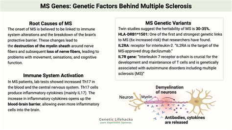 Multiple Sclerosis Genetic Factors And Susceptibility To Ms
